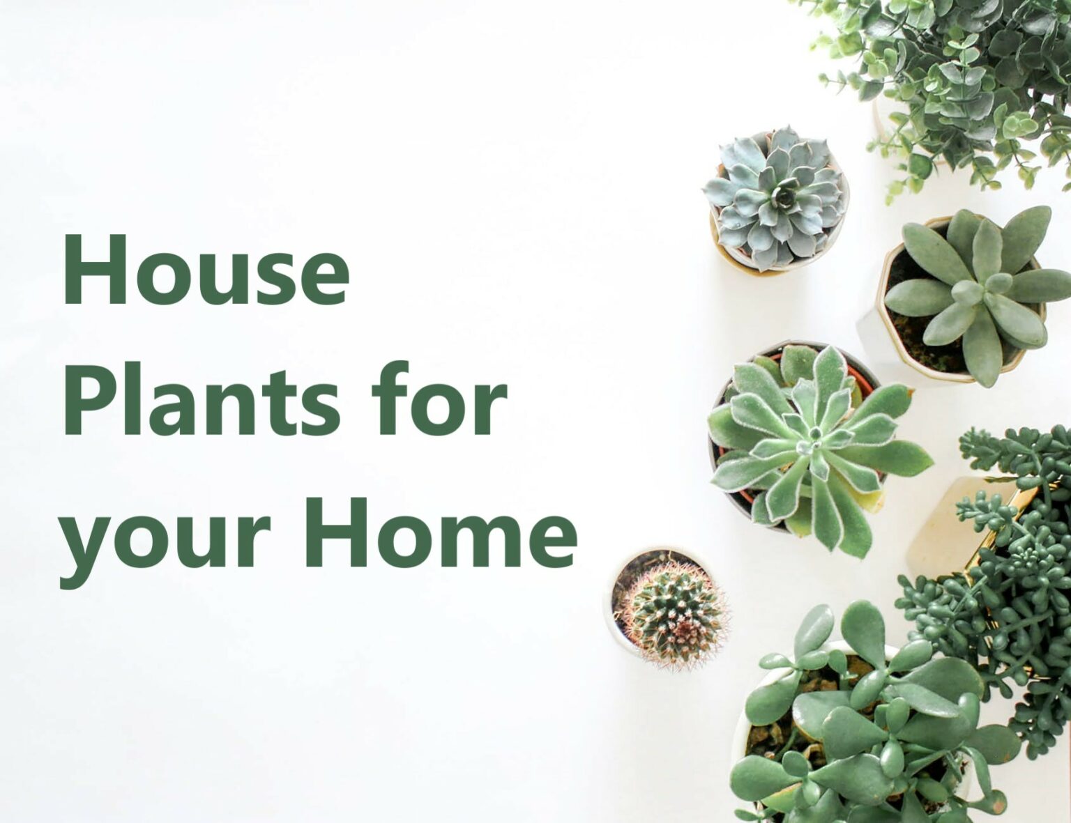 Different Types of Houseplants for Your Home